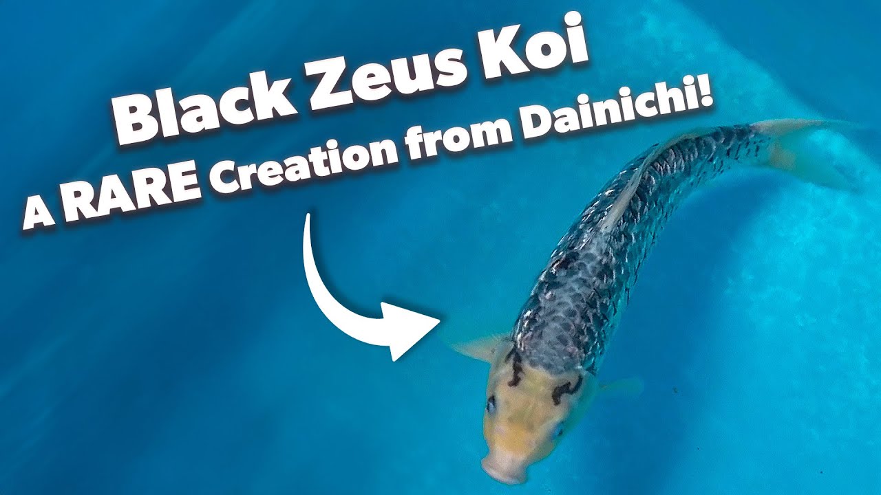 Introducing the Mesmerizing Black Zeus Koi. A Unique and Rare Creation ...