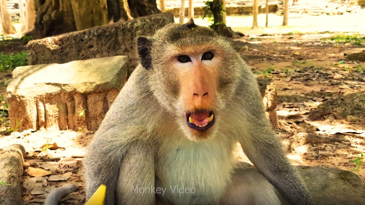 OH King Monkey Johnson Looks So Angry and Sleepy ! 🐒 - YouTube