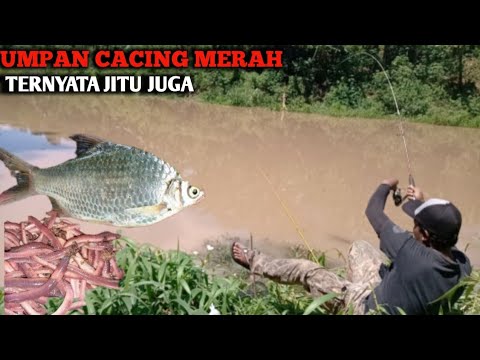 MANCING DI SUNGAI DERAS, UMPAN CACING MERAH | MANCING IKAN TAWES - YouTube