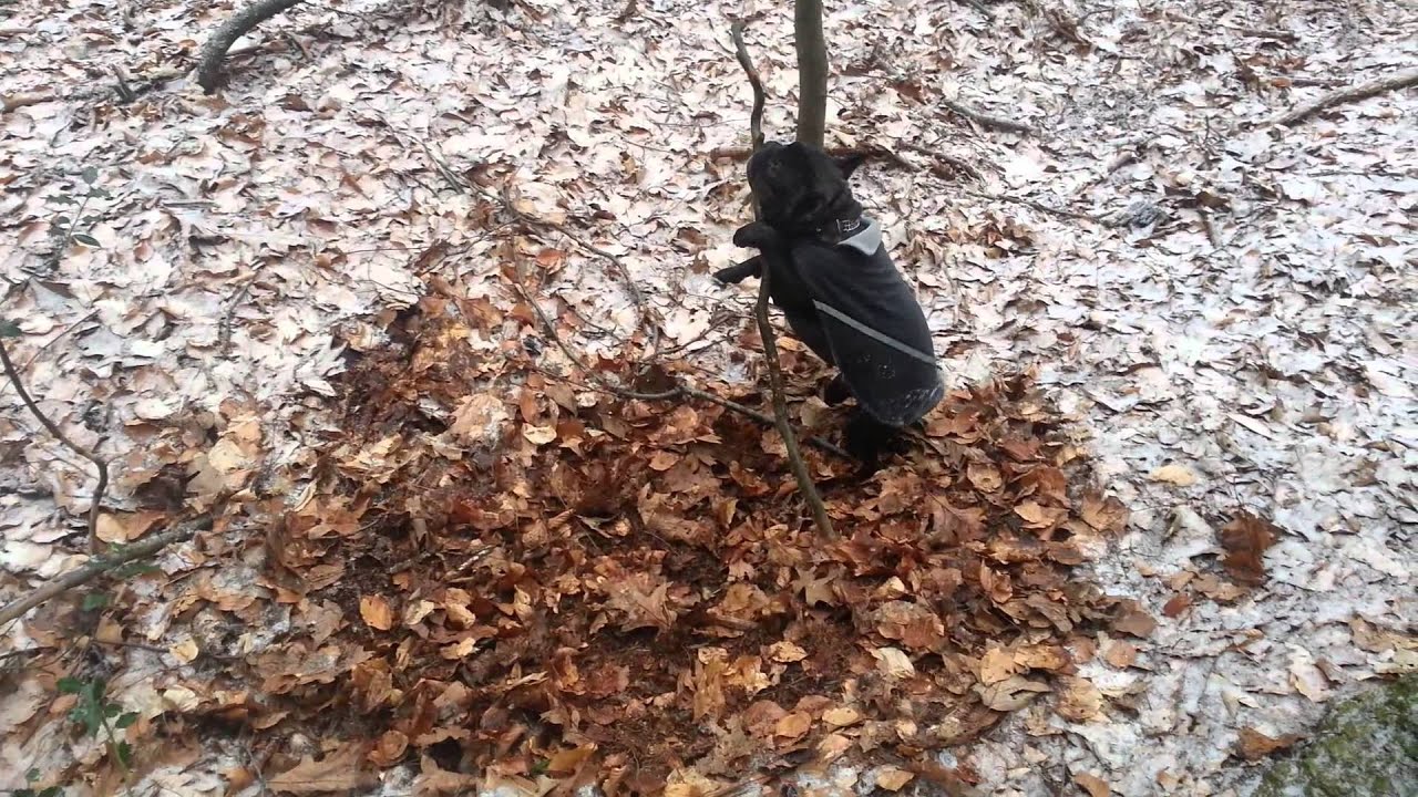 french bulldog butch vs tree - YouTube