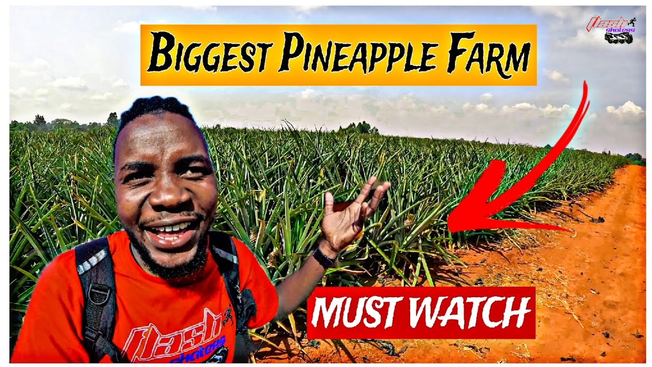 Discovering Thika’s Delmonte Pineapple Farms: A Kenyan Gem - YouTube