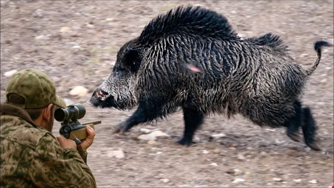 Never Seen Before! A Thrilling Wild Boar Hunt, a Huge Herd of Wild ...
