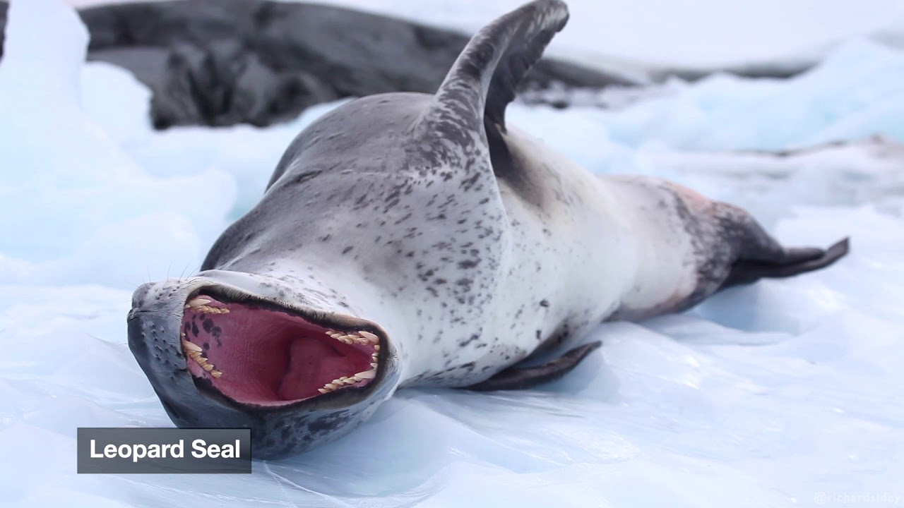 Species of Antarctica - YouTube