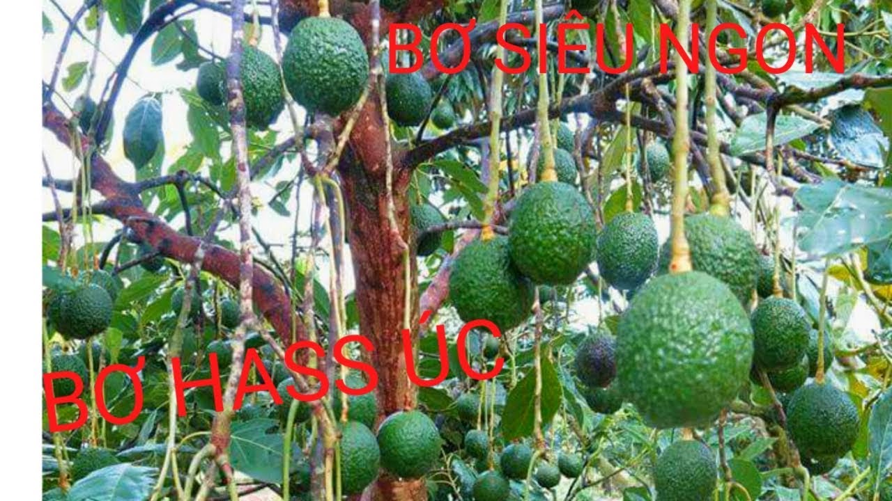 Bơ Hass Úc ra quả mới nhất _ cách nhận biết 2 loại bơ Hass - YouTube