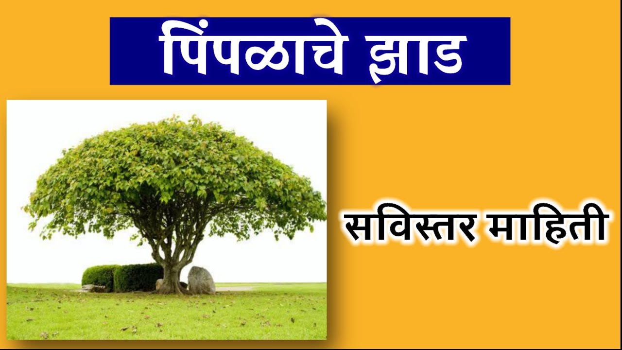 पिंपळ झाडाची माहिती | pimpal zad marathi mahiti - YouTube
