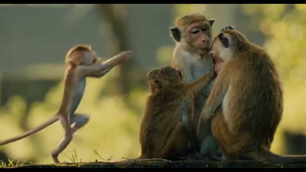 Disney's Monkey Kingdom Trailer (2015) - YouTube