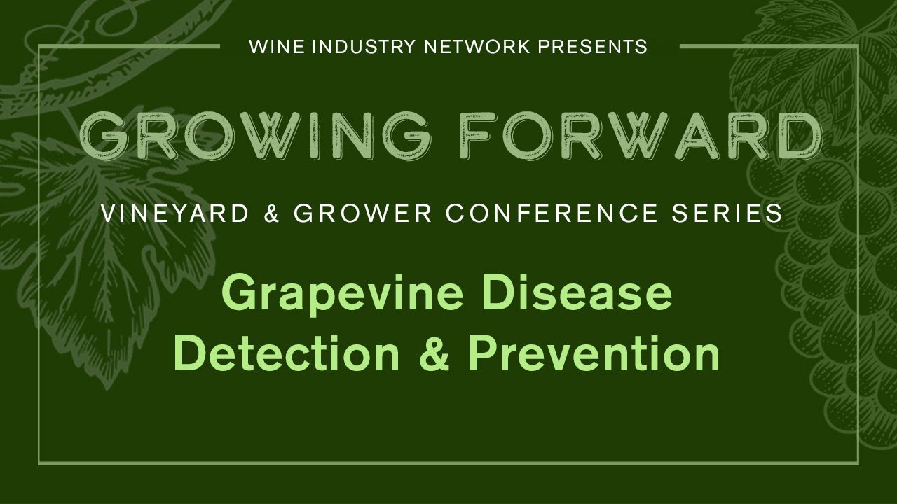 Growing Forward: Grapevine Disease Detection & Prevention - YouTube