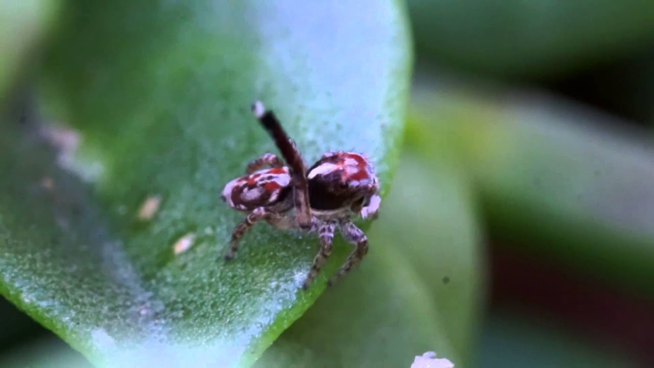 Maratus Leo ♂ signalling compilation - Peacock Spider - YouTube
