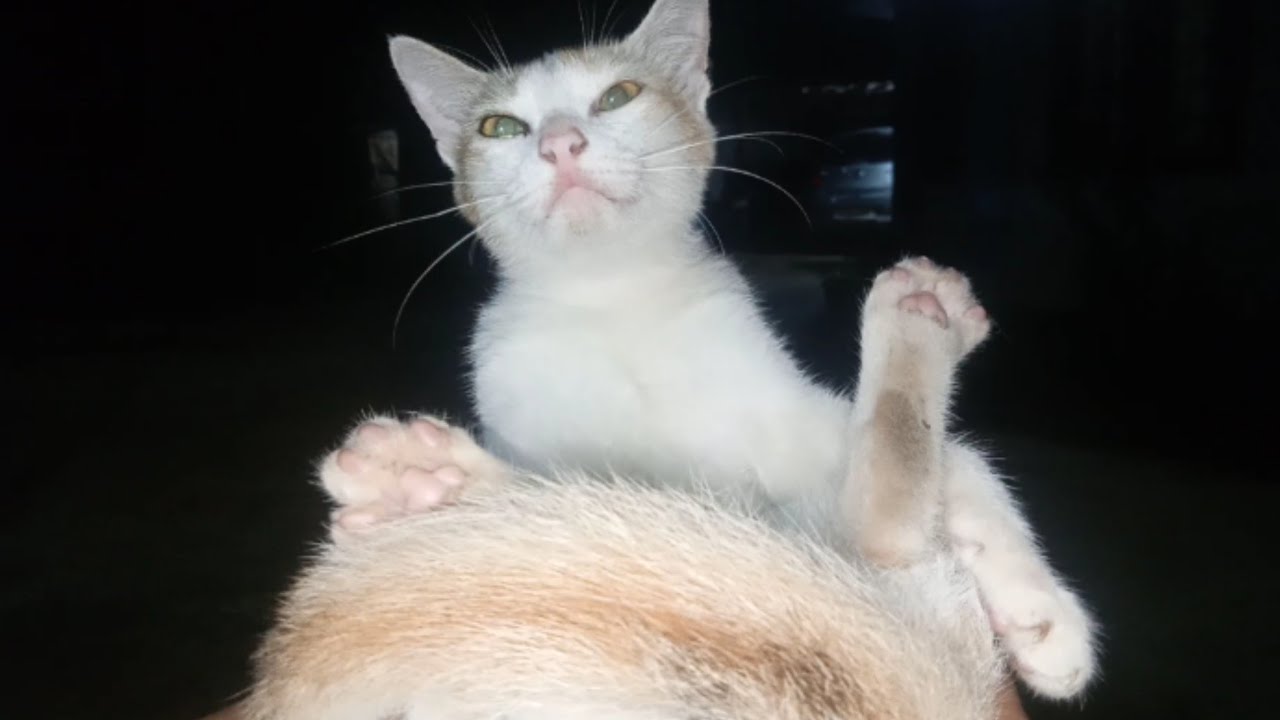 Funny cute cat|| So cute cat @agilsakninambegipa - YouTube