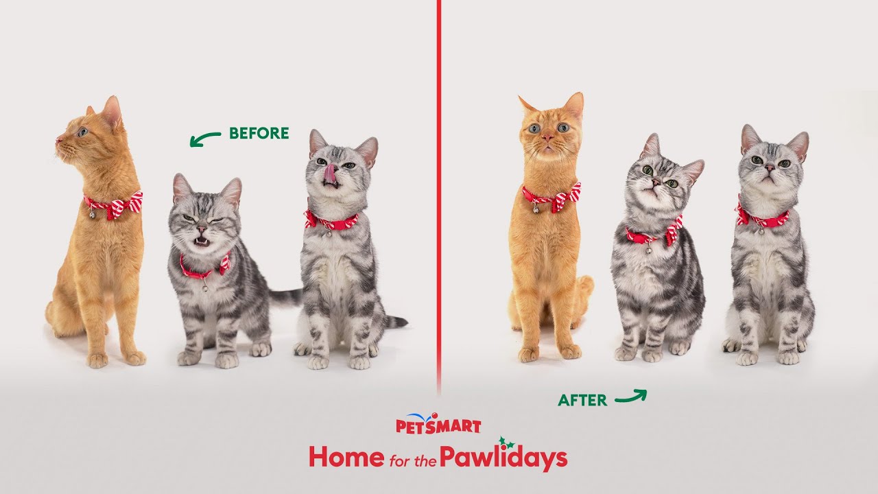 PetSmart Holiday Video to Entertain Your Cat - YouTube