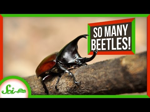 Why Are There So Many Kinds Of Beetles