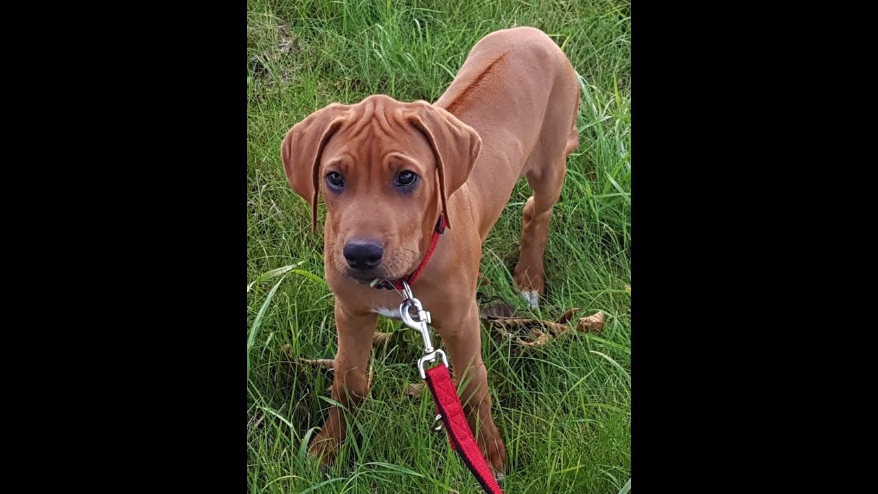 Little Okeyo-Best Friends Beagle&Rhodesian Ridgeback puppies Welpen VDH ...