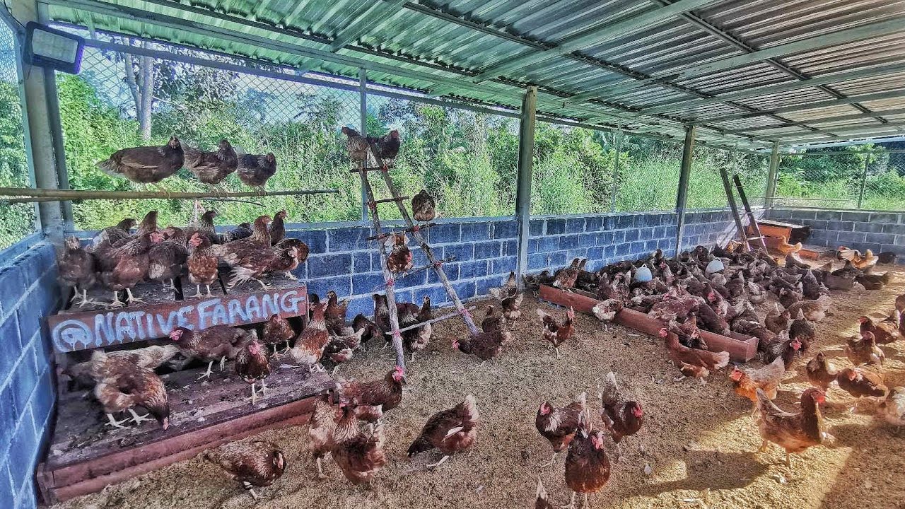 A New Home For Our Chickens, FINALLY! Farming in Thailand 🇹🇭 - YouTube