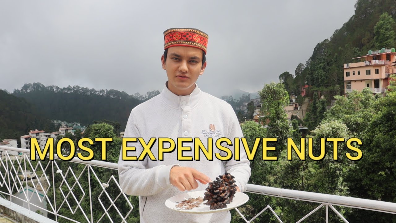 pine nuts - Most expensive Nuts | extraction of pine nuts | #pinenuts # ...