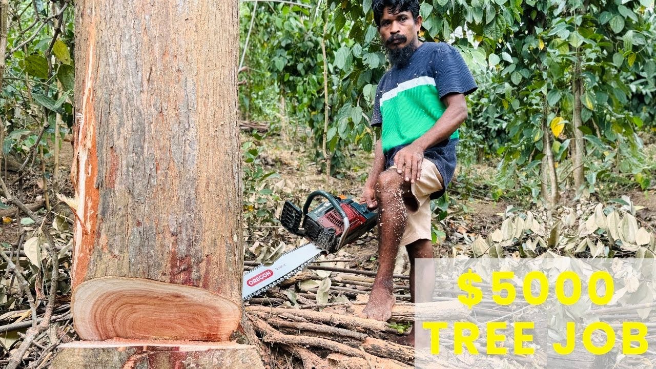 Best Tree Felling in the farm 🌳 | How to - YouTube