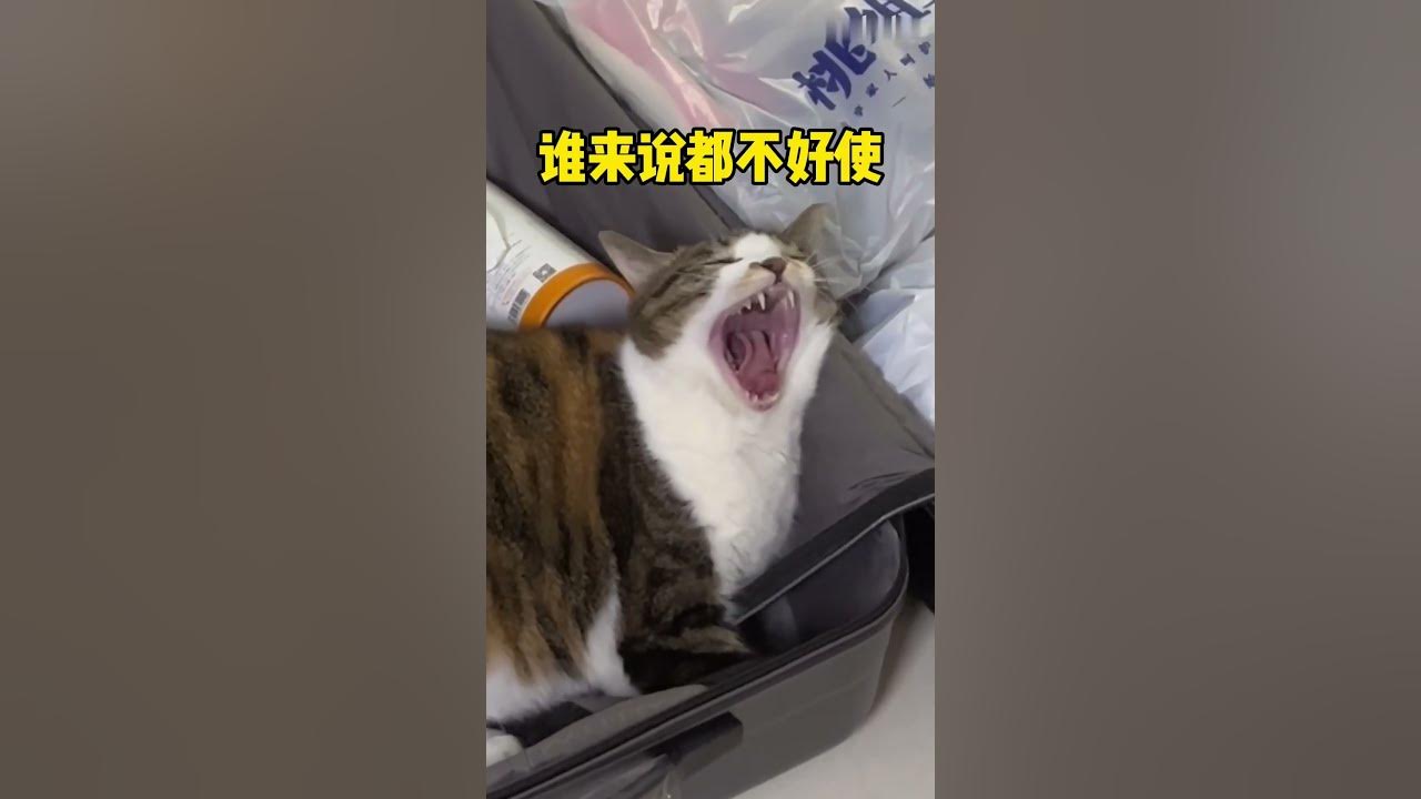 猫咪九月逢场作戏，上一秒对猫爸依依不舍，下一秒急着干饭【海藻爱麻麻】 Youtube