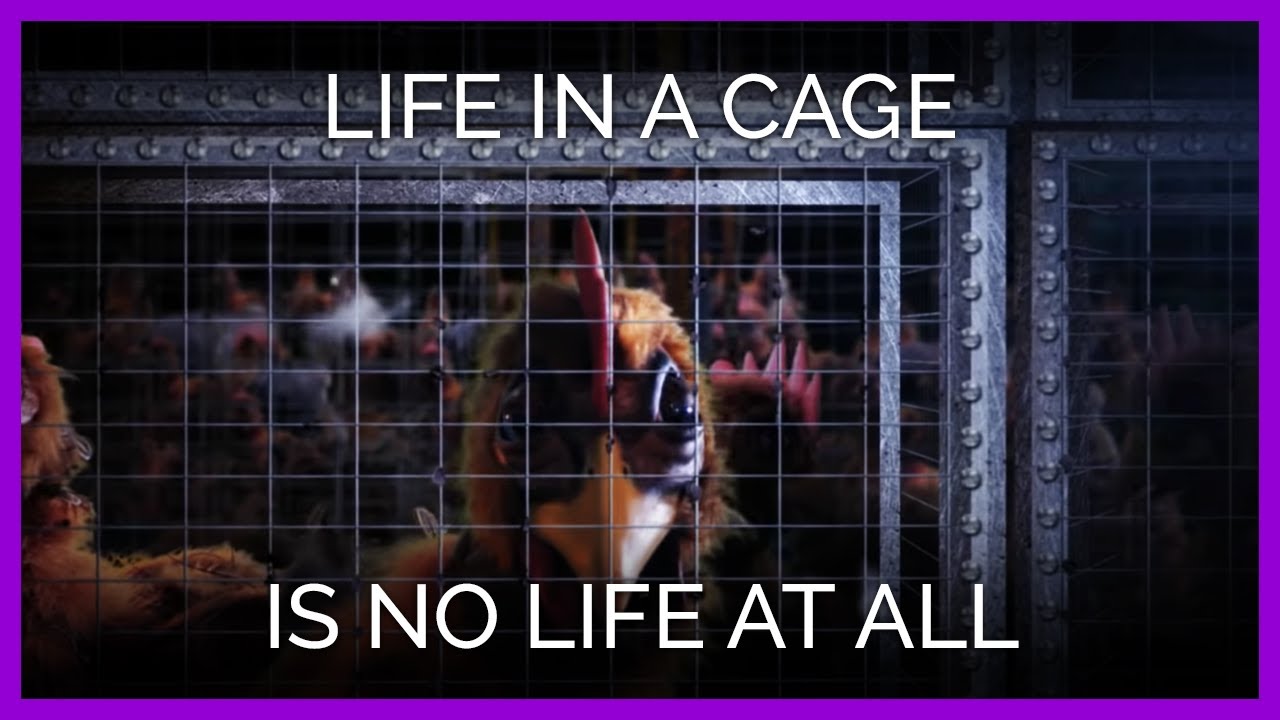 Life In a Cage Is No Life at All - YouTube