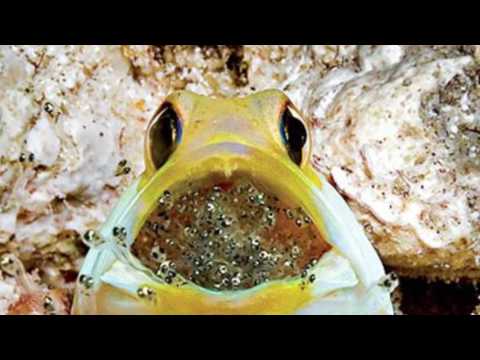 Yavrularını ağzında taşıyan fedakar çene balığı 🐟😇