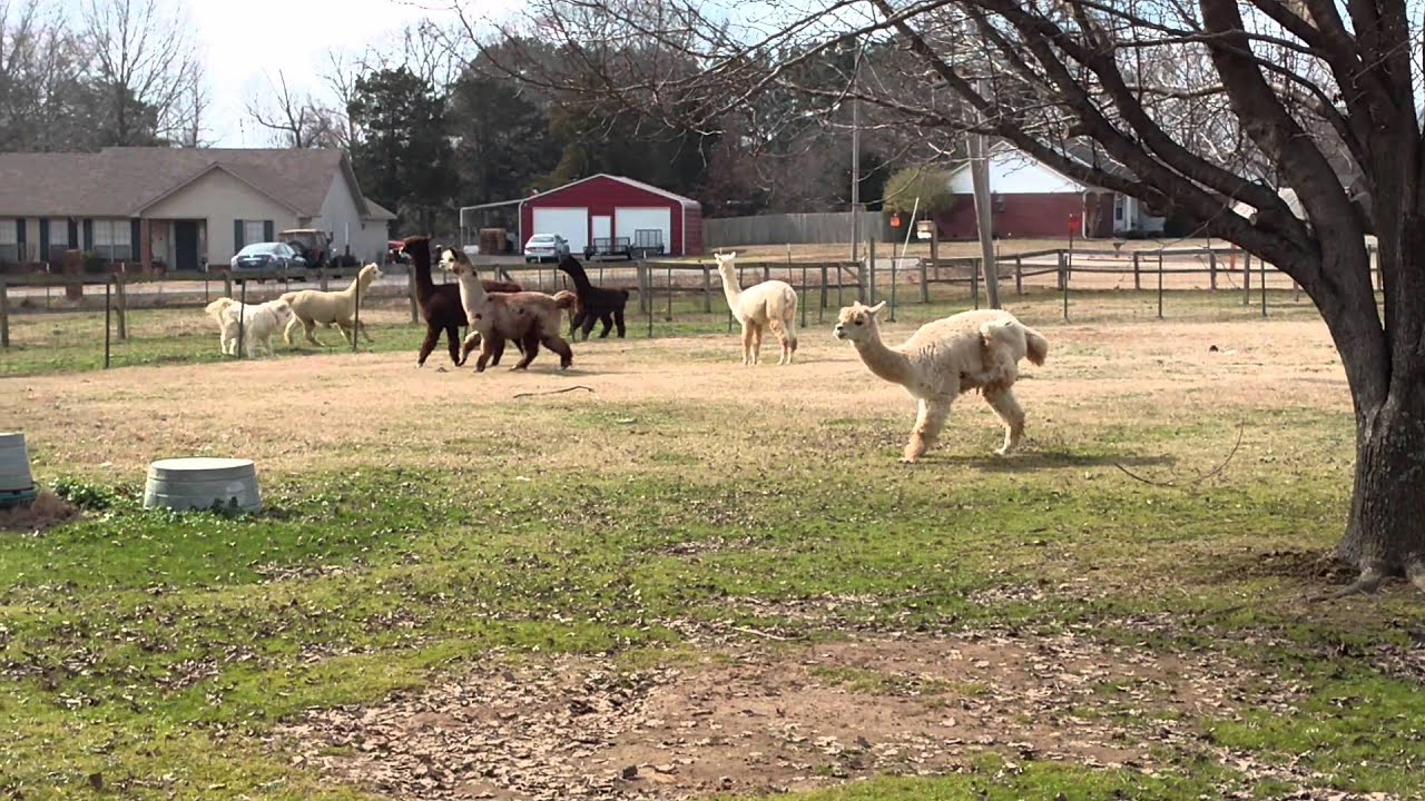Alpacas running and pronking at Sweet Clover Alpaca - YouTube