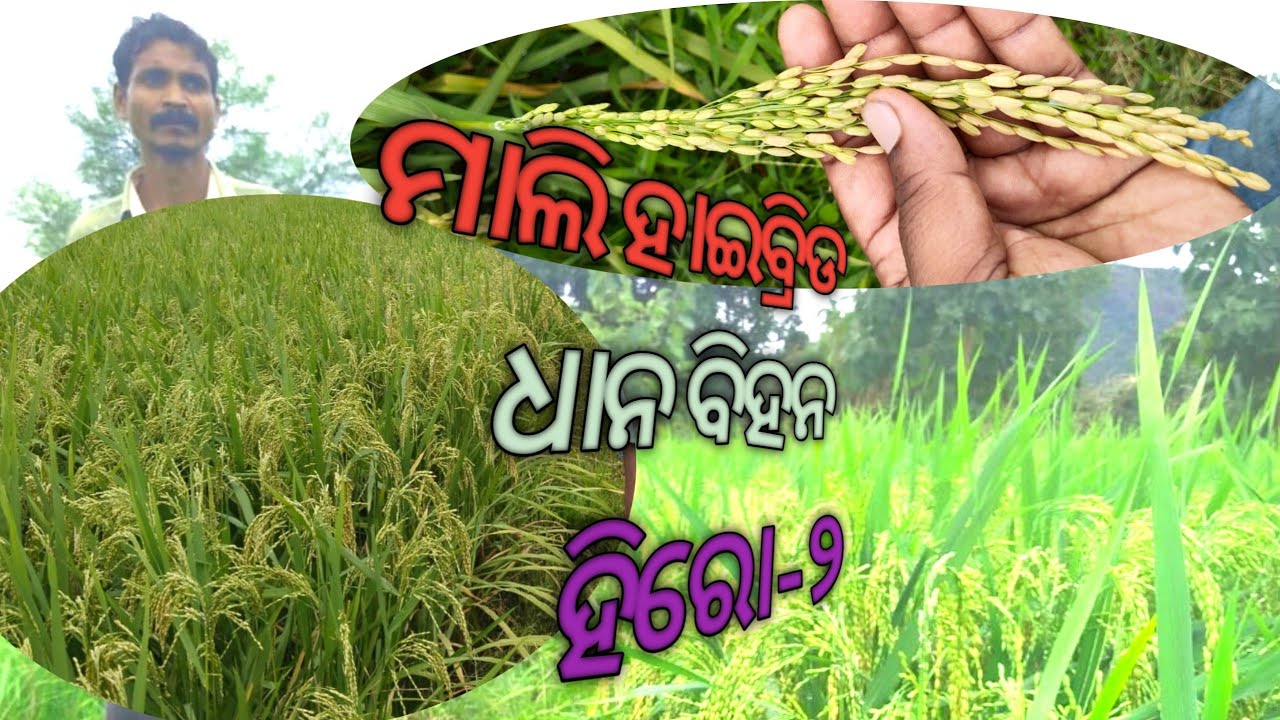 MALI SEEDS#Hero2/115ru120/rabi/kharif - YouTube
