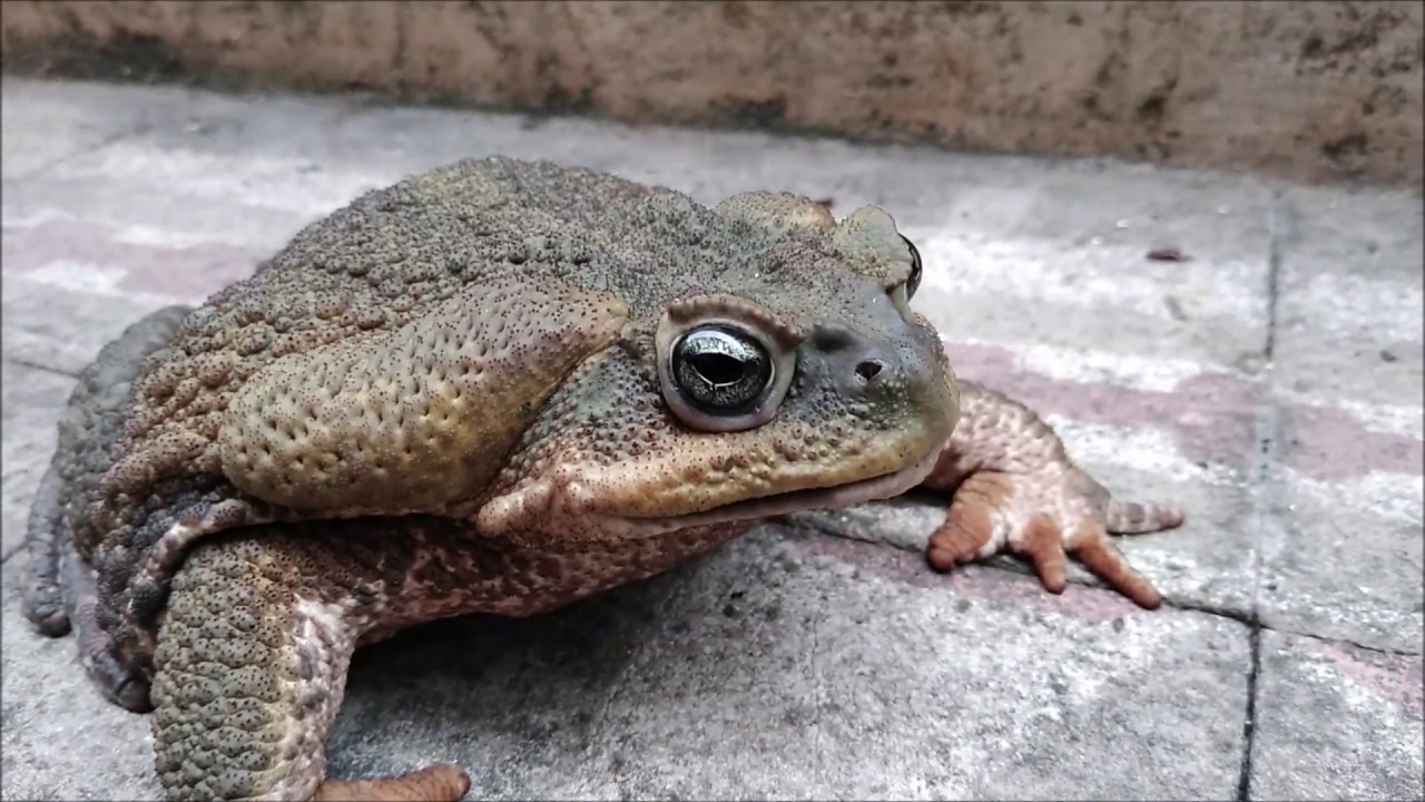 Mostrando meu Sapo Boi Cururu - Rhinella icterica - YouTube