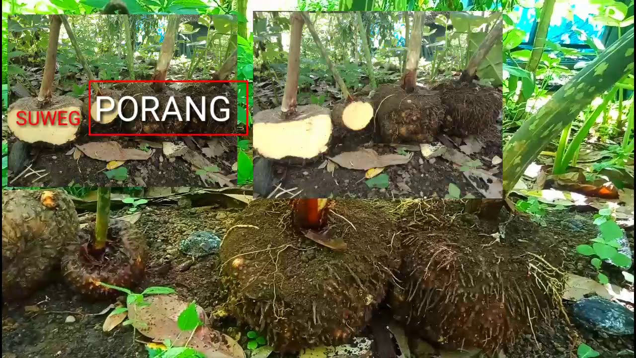 Perbedaan porang, suweg, walur dan iles dari daun, batang,buah Dan umbi ...