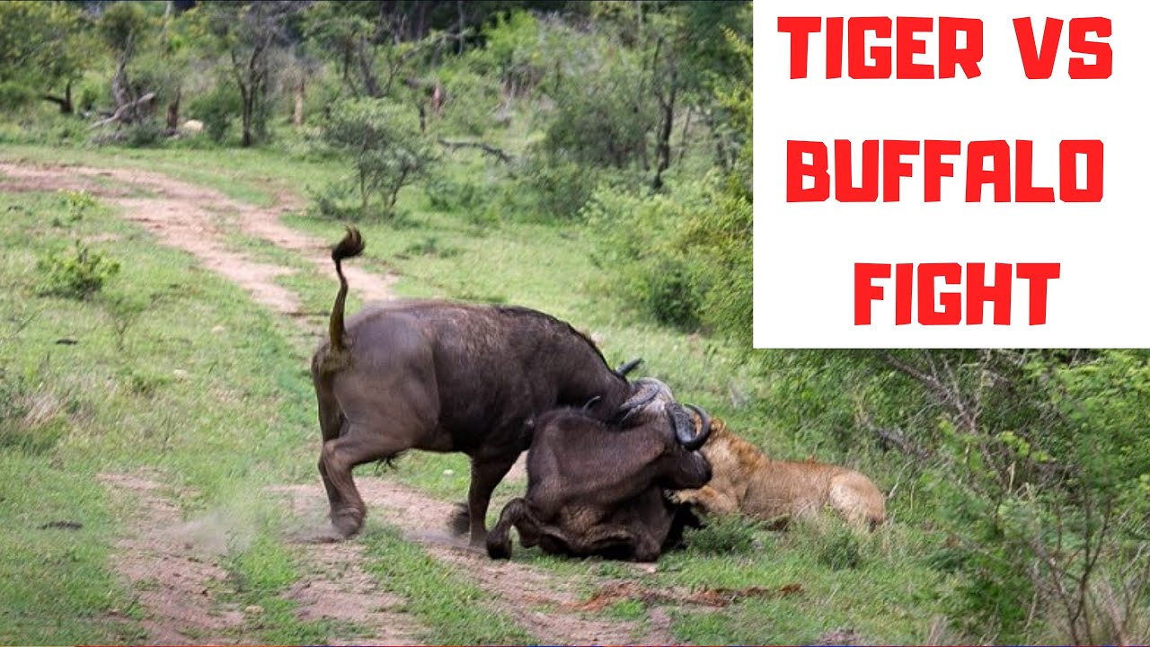 tiger vs buffalo fight/tiger vs buffalo real fight/power of buffalo ...