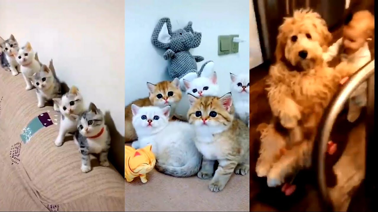 Cute Kittens and pretty pups #1 🐈🐩🐇 - YouTube