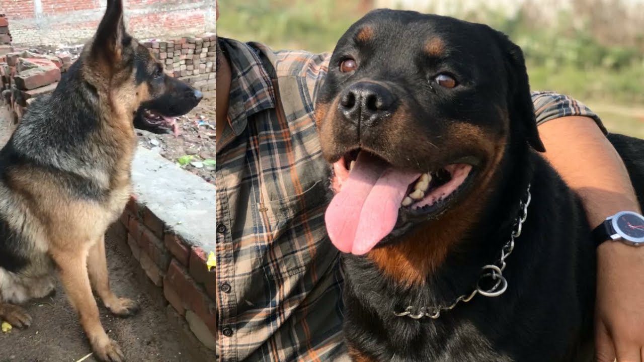 Adult Rottweiler or German shepherd for sale - YouTube