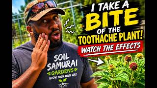 I take a bite of the toothache plant. Watch the effects