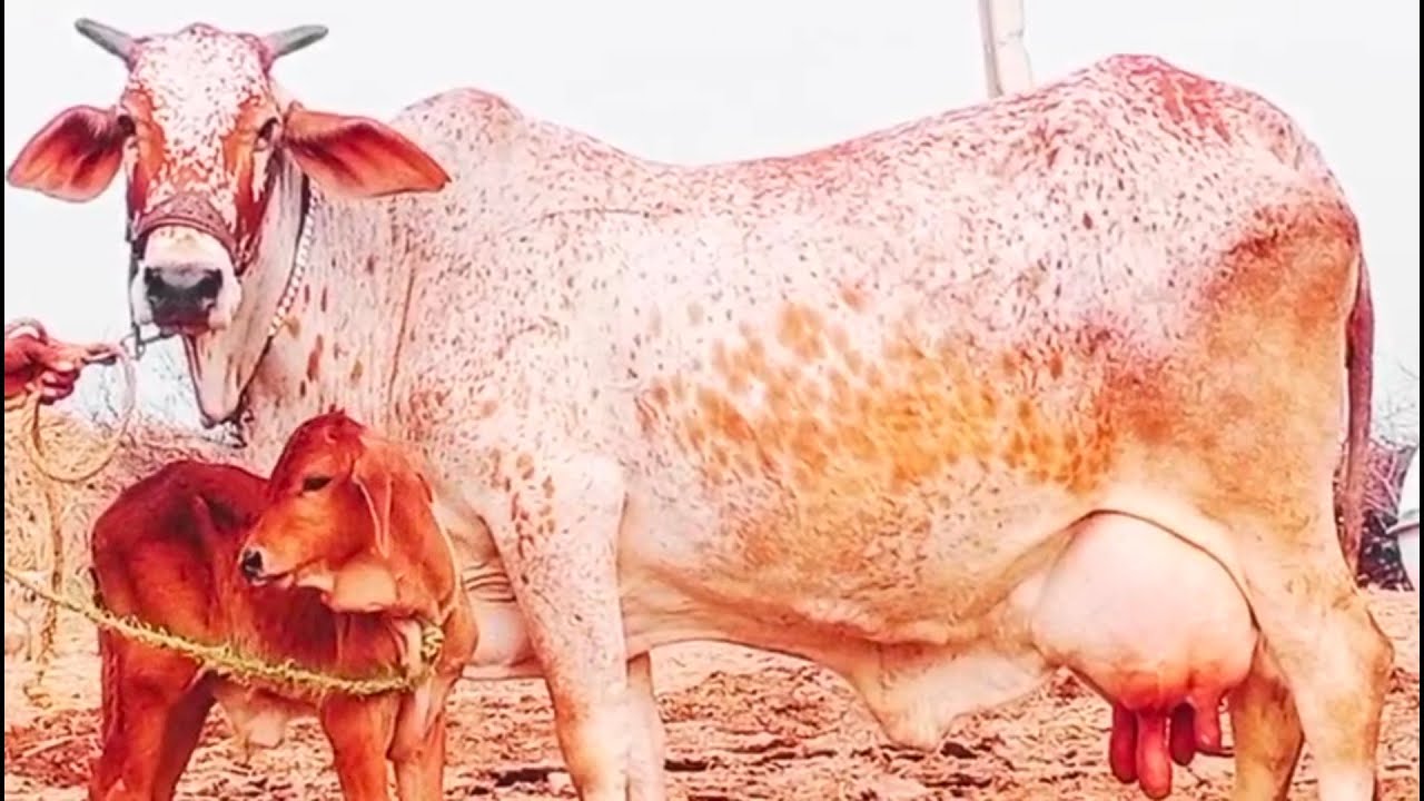 Top Class Orignal Cholistani Cows for sale in pakitan - YouTube
