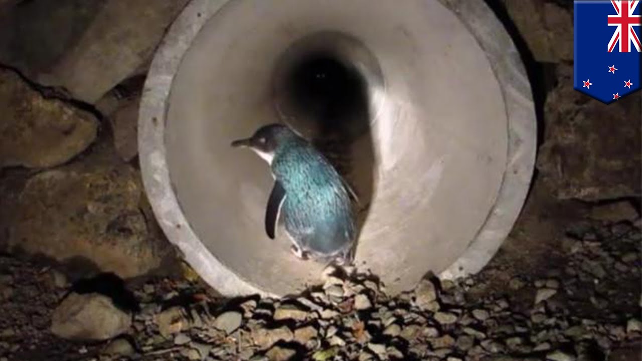 Underpass khusus penguin menyebrang jalan! - Tomonews - YouTube