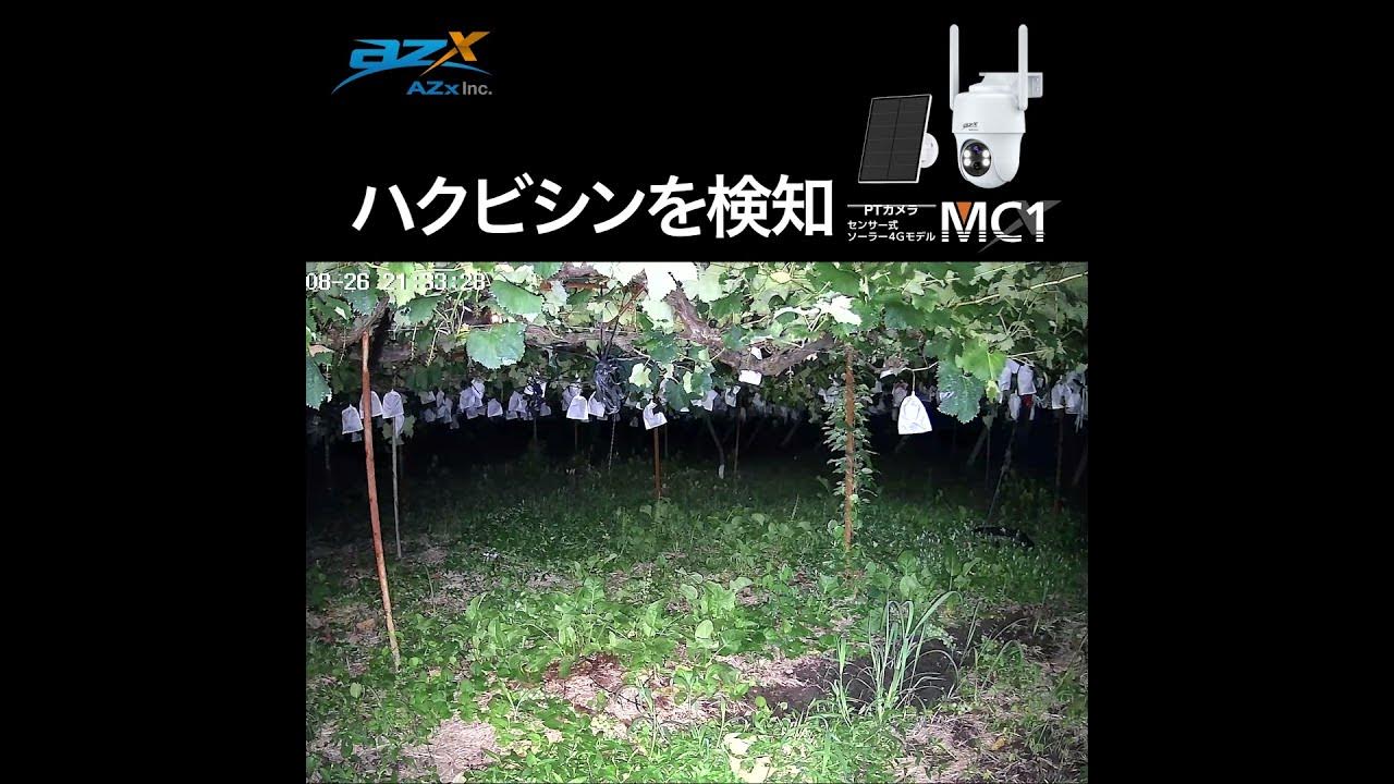【鳥獣被害】ハクビシンをぶどう畑で検知 ｜ AZx防犯・監視カメラ【MC1】活用事例 #shorts ※製品ページURLは説明欄へ - YouTube