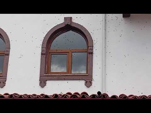 Kahverengi osuruk böceği, kokarca, kokarca ile mücadele, kalkan böceği, Nezera viridula, 