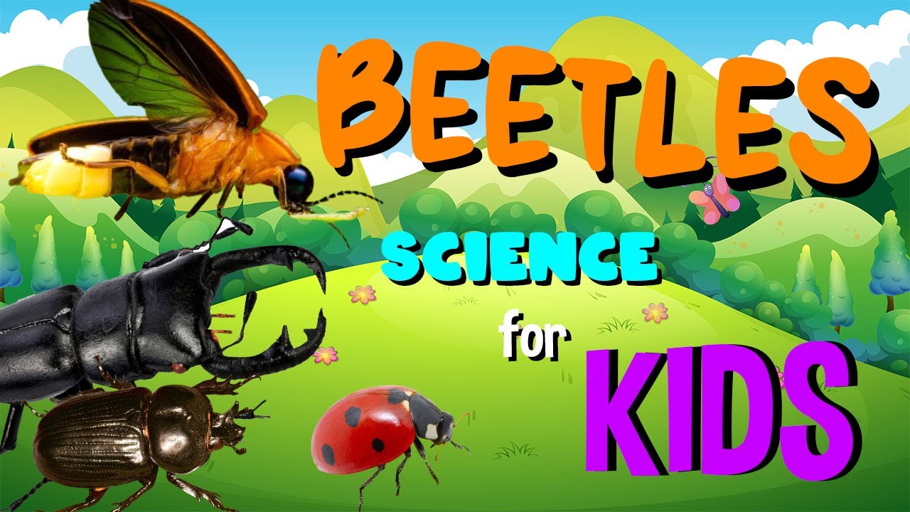 Beetles | Science for Kids - YouTube