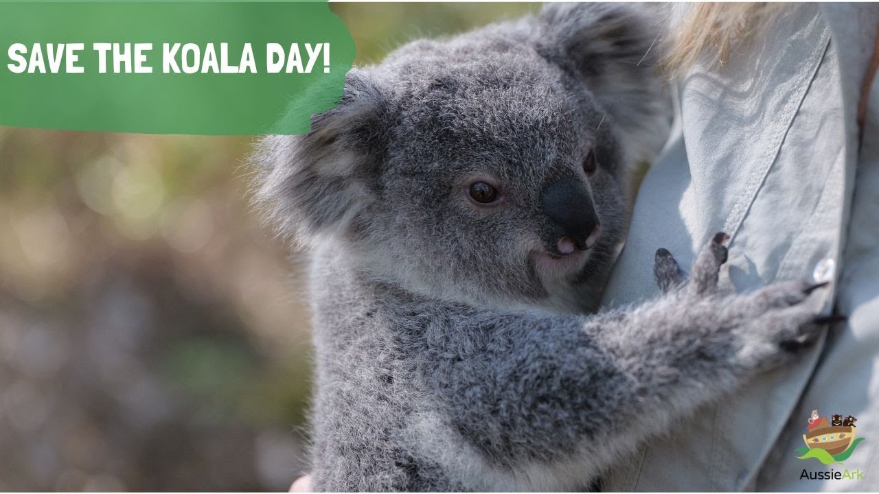 National Save the Koala Day! - YouTube