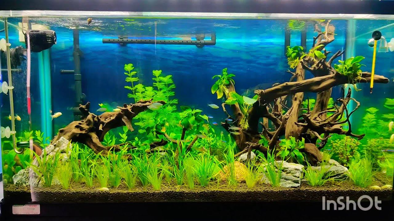 Planted tank setup - YouTube