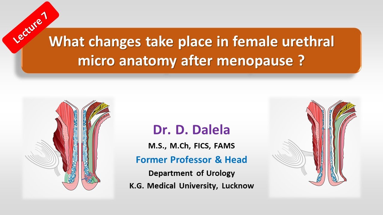 Lecture 7 What changes take place in female urethral micro anatomy ...