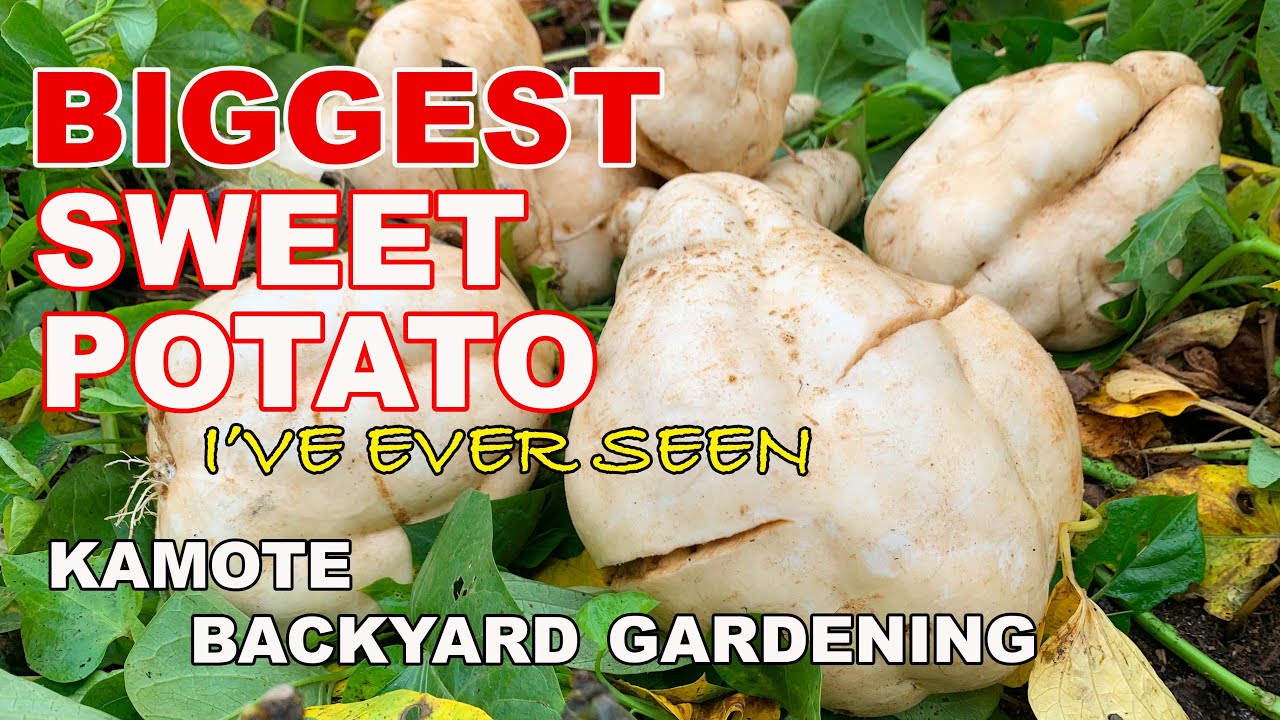 HARVESTING SWEET POTATO / BACKYARD GARDENING / PAANO MAGTANIM NG KAMOTE ...