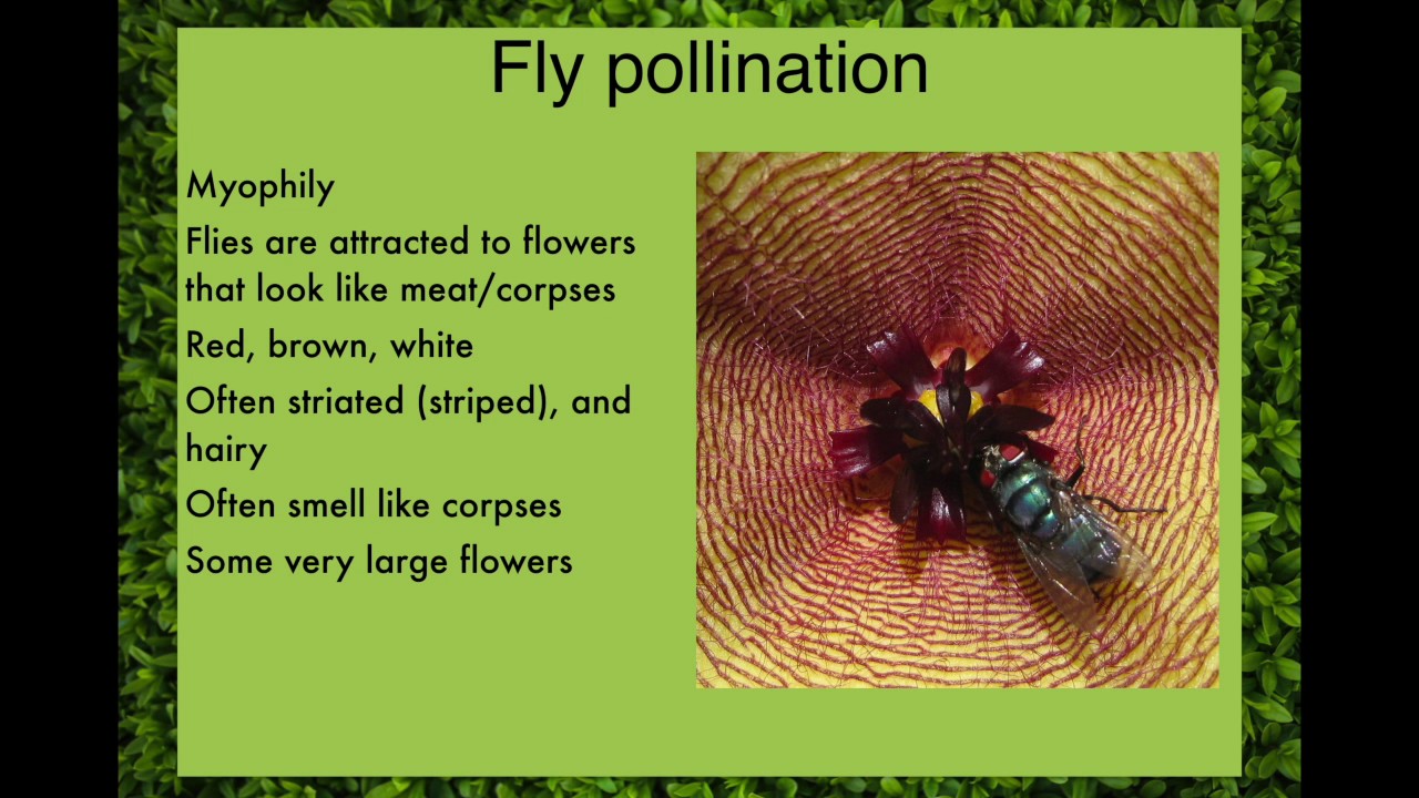 Pollination Syndromes - YouTube