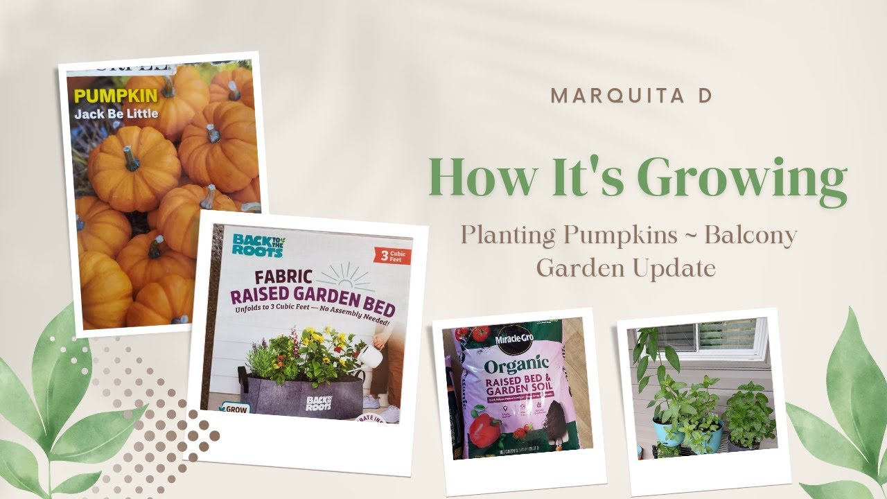 How It’s Growing | Planting Mini Pumpkins! - YouTube