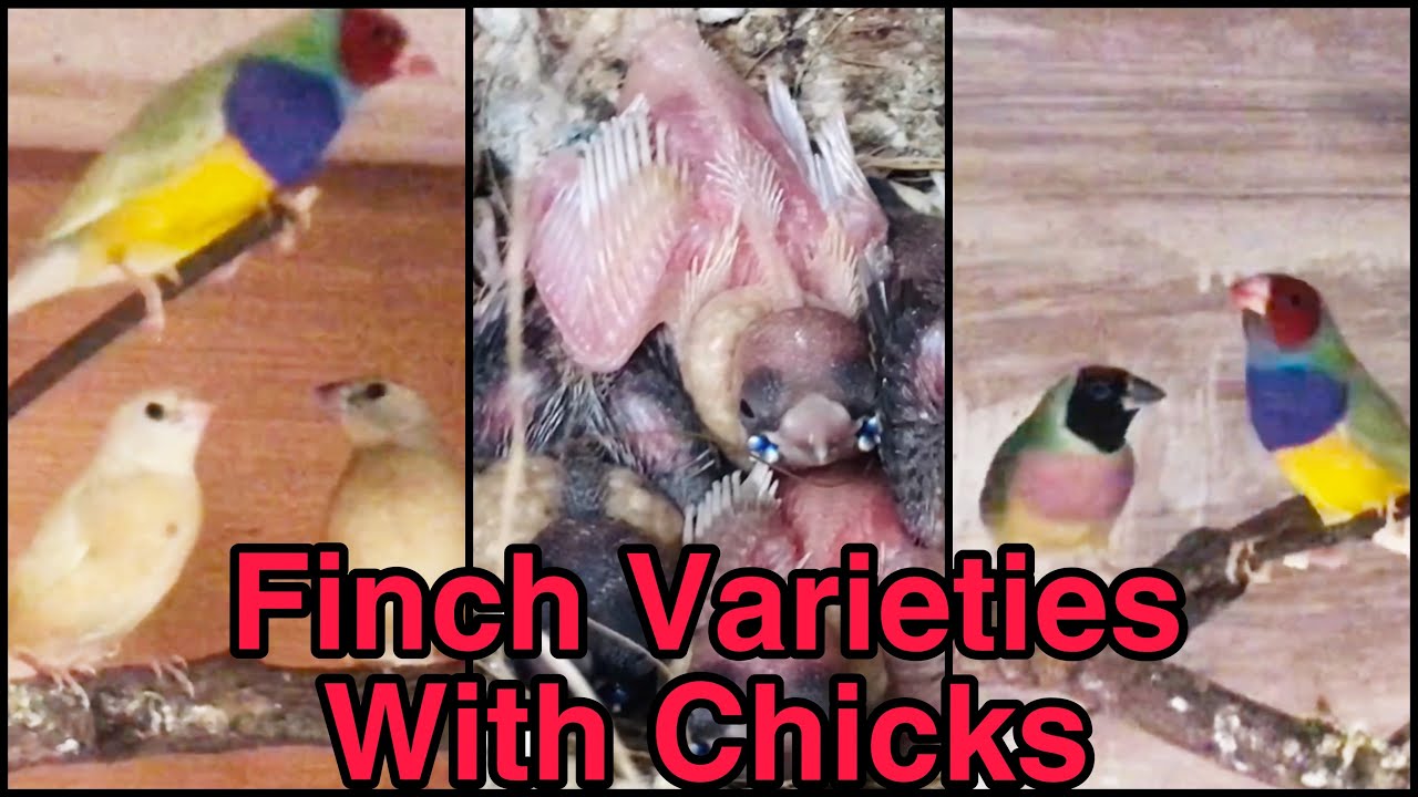 Finch varieties with chicks 🐣🐥 - YouTube