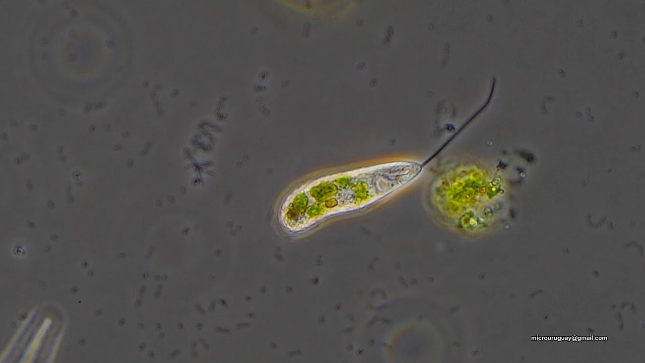 Flagelado Peranema comiendo algas - Flagellated Peranema eating algae ...