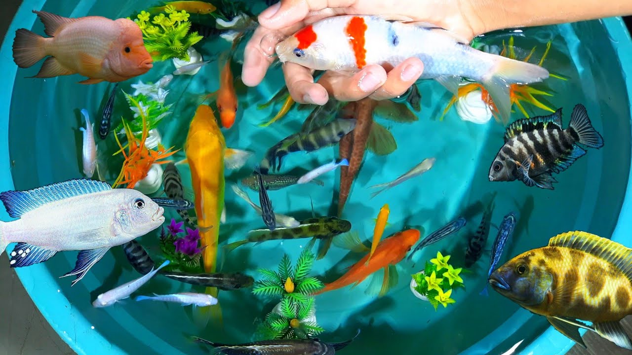 A tub full of beautiful fish - Red devil fish, Koi fish, venestus ...