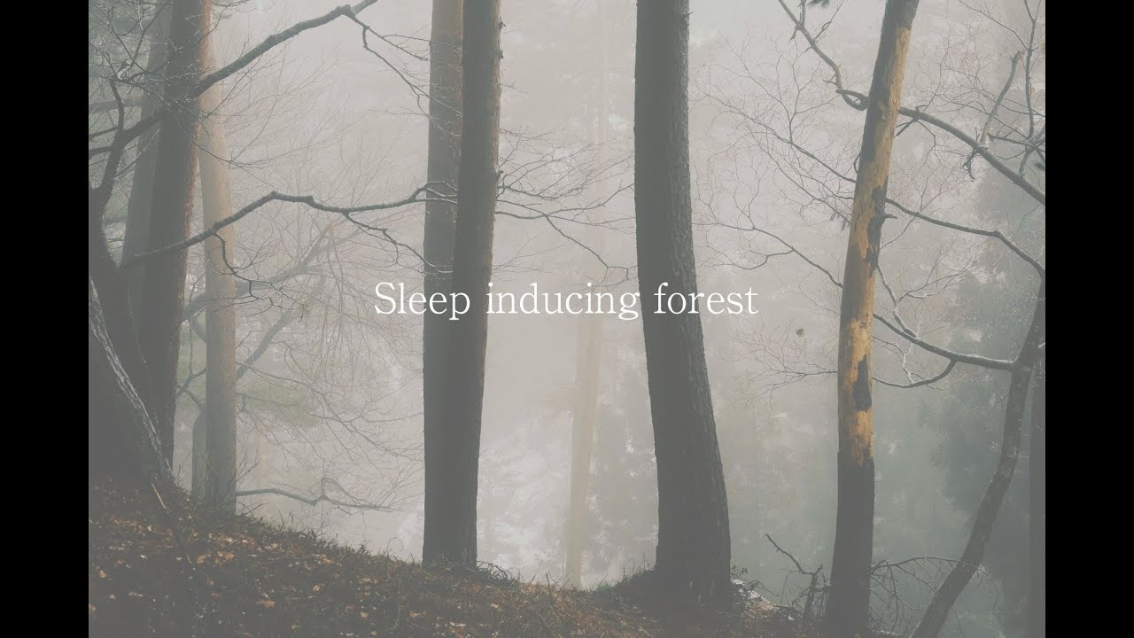 Sleep inducing forest - YouTube