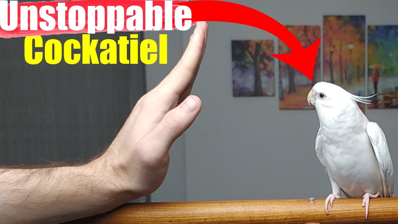 COCKATIEL FLOCK CALL-Cockatiel Singing - YouTube