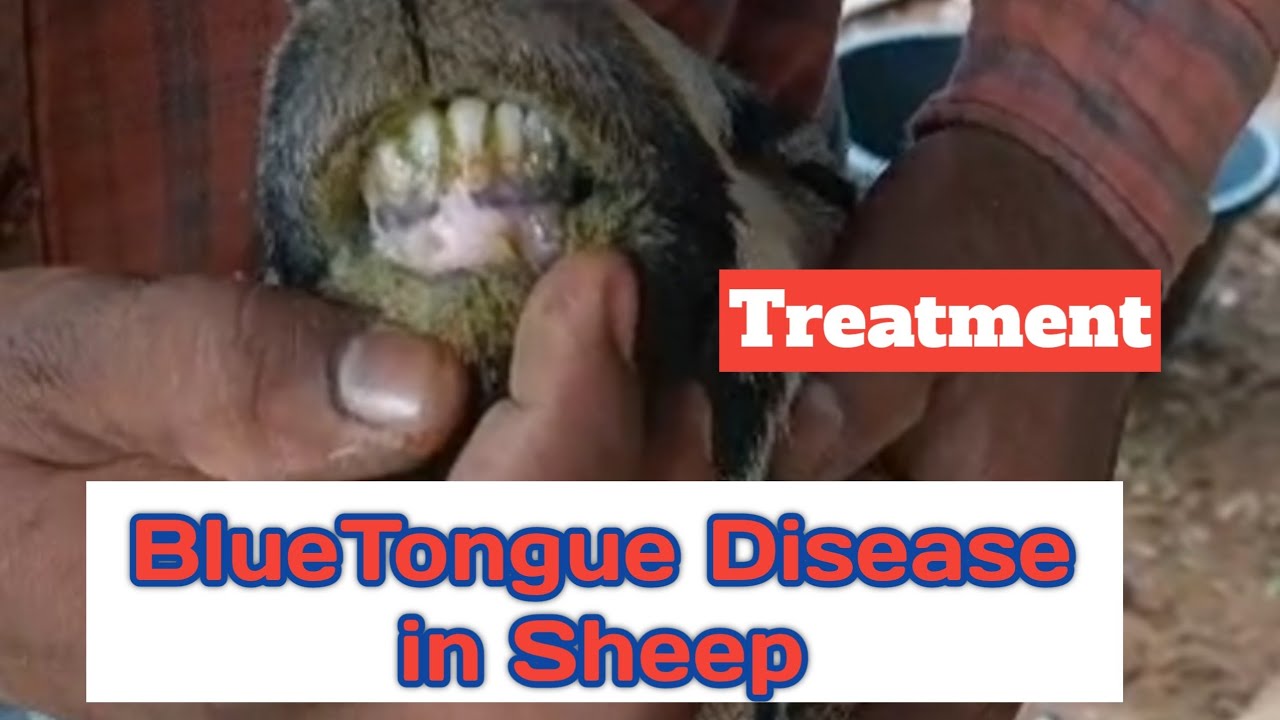 Bluetongue Disease with Treatment in Sheep & Goat Explained by Weekend ...