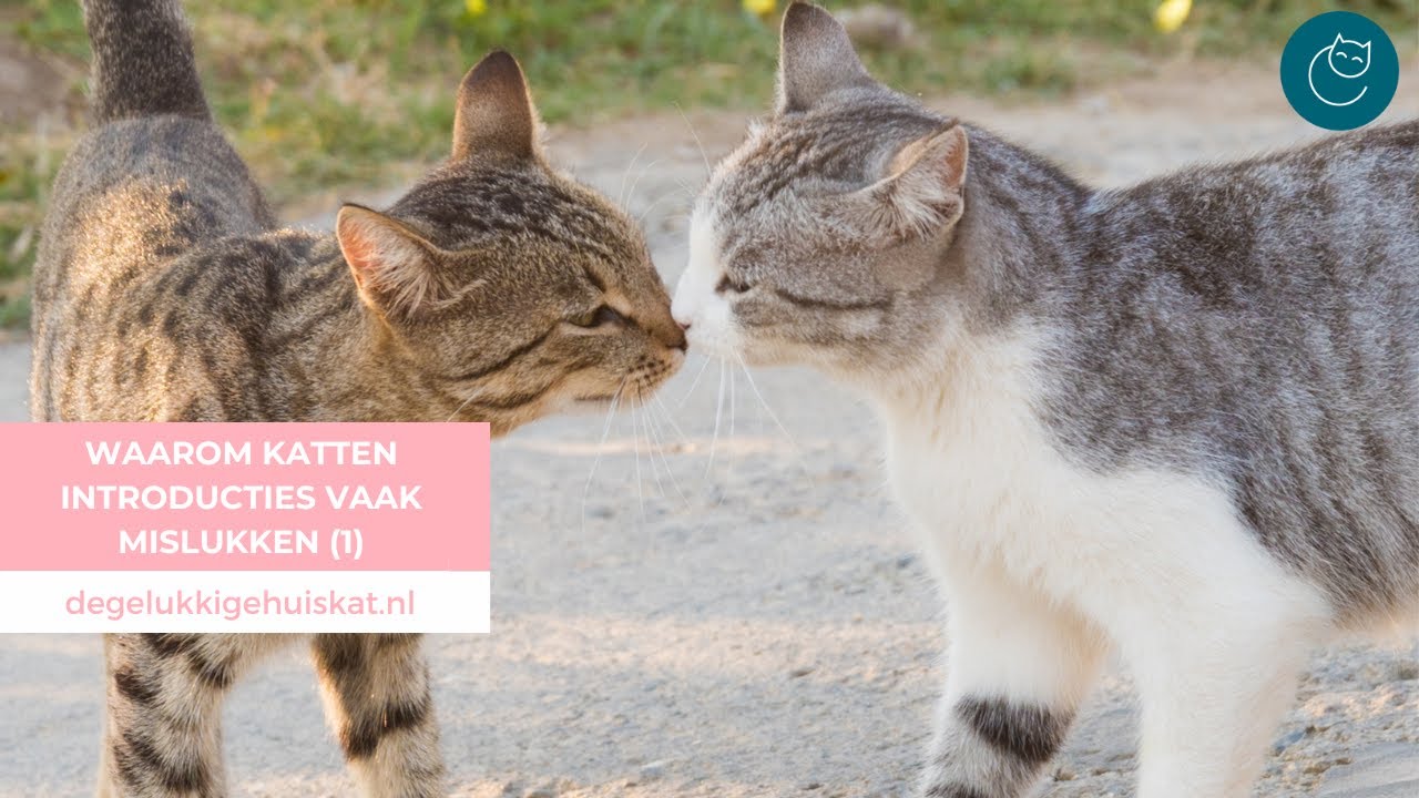 Katten