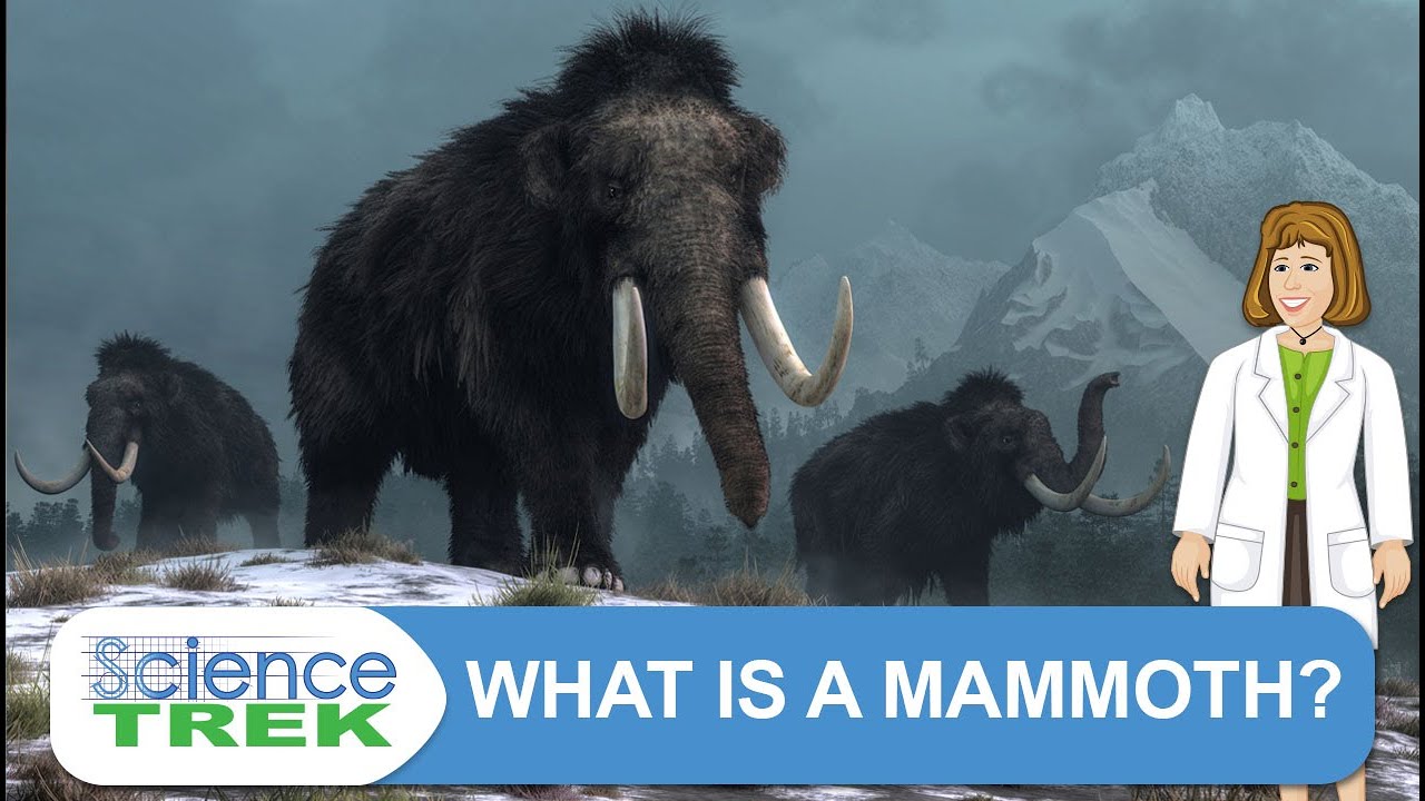 Mammoths: What is a Mammoth | Science Trek - YouTube