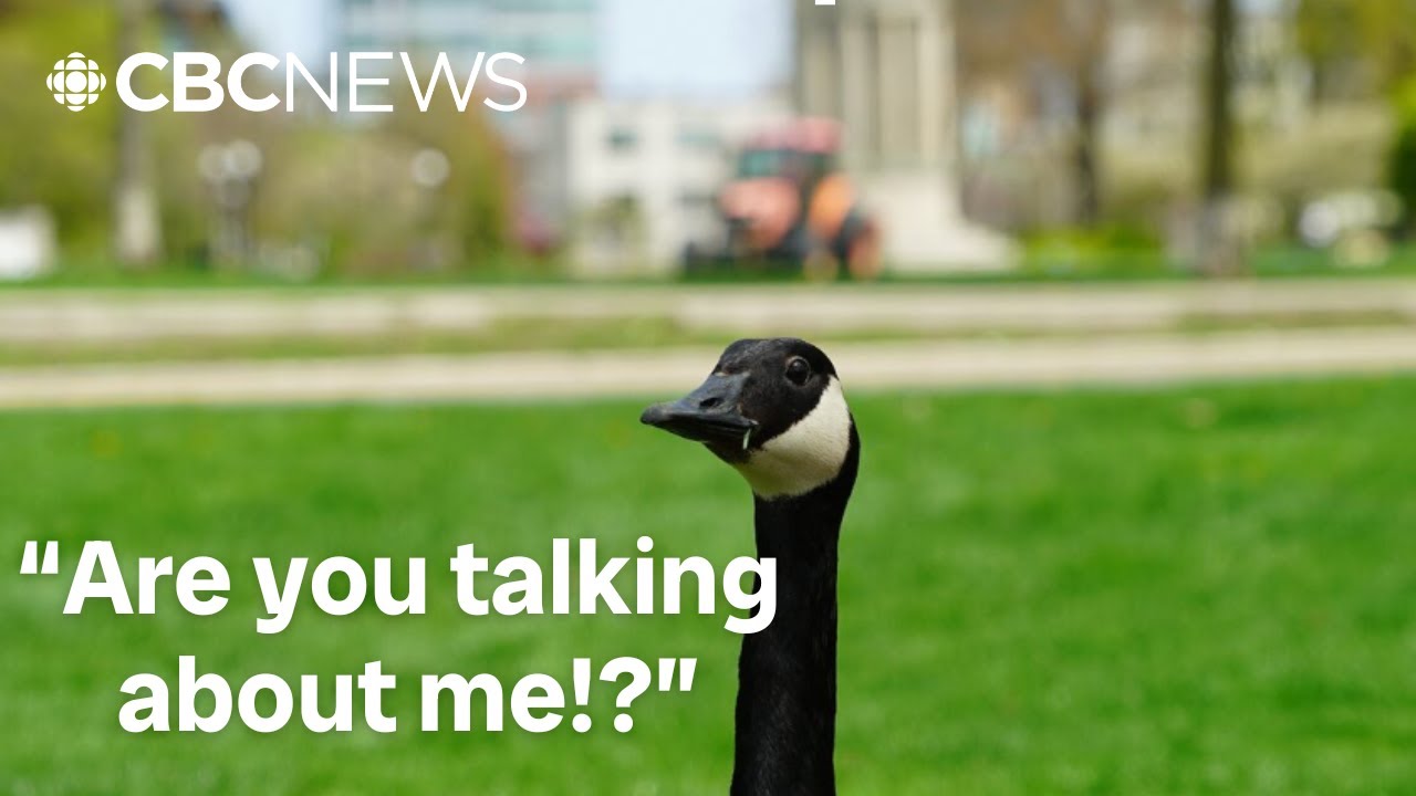 Geese Gone Wild: Why Canadian Geese are so aggressive right now - YouTube